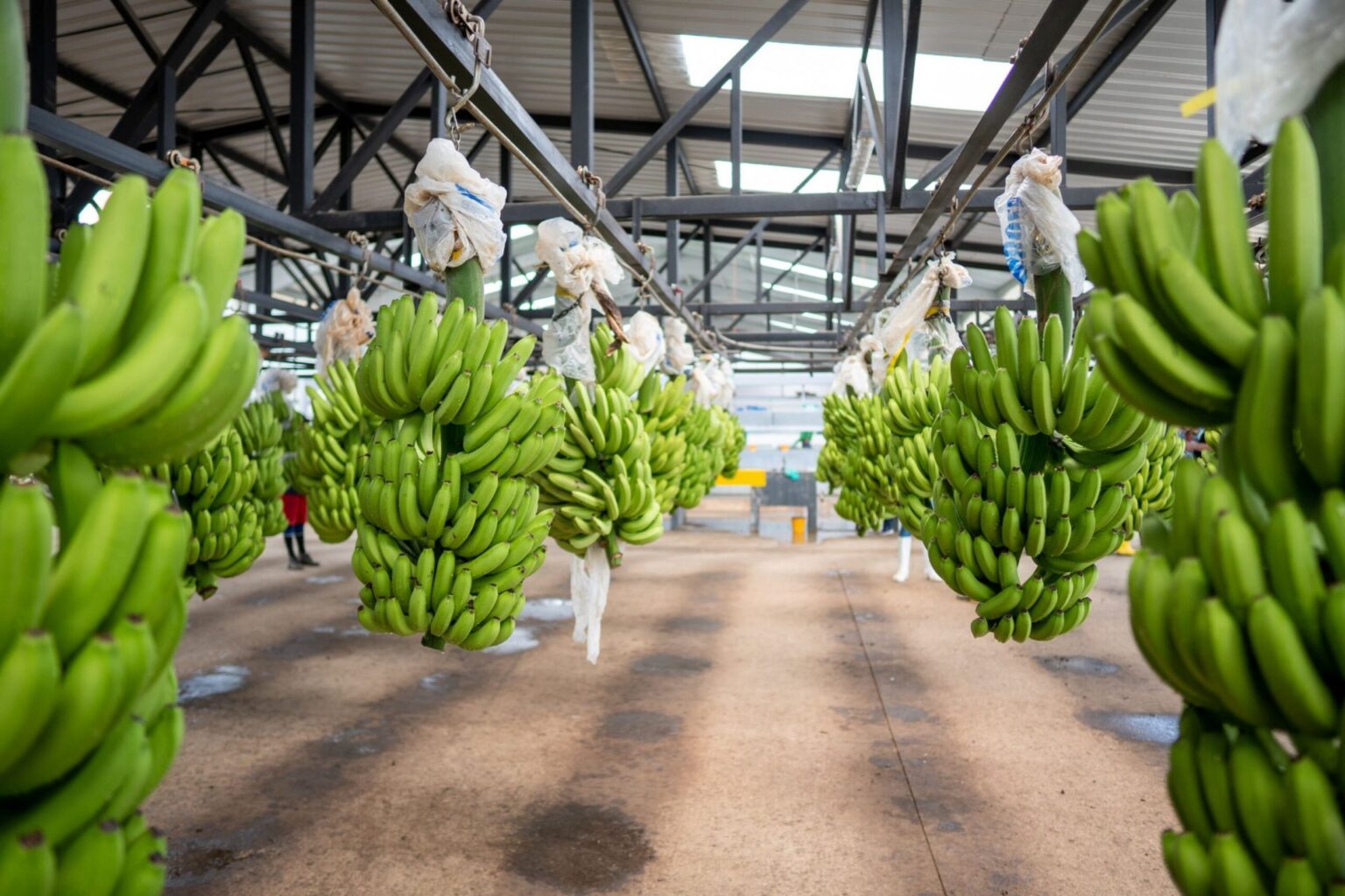 Las exportaciones de banano en Ecuador recuperan el segundo puesto en ...